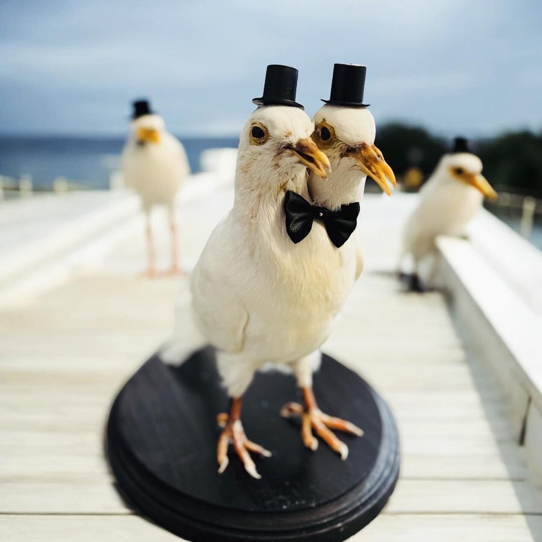 Bird Two Headed Gaff Duckling Mummified Skeleton Specimen Wet Dried ...