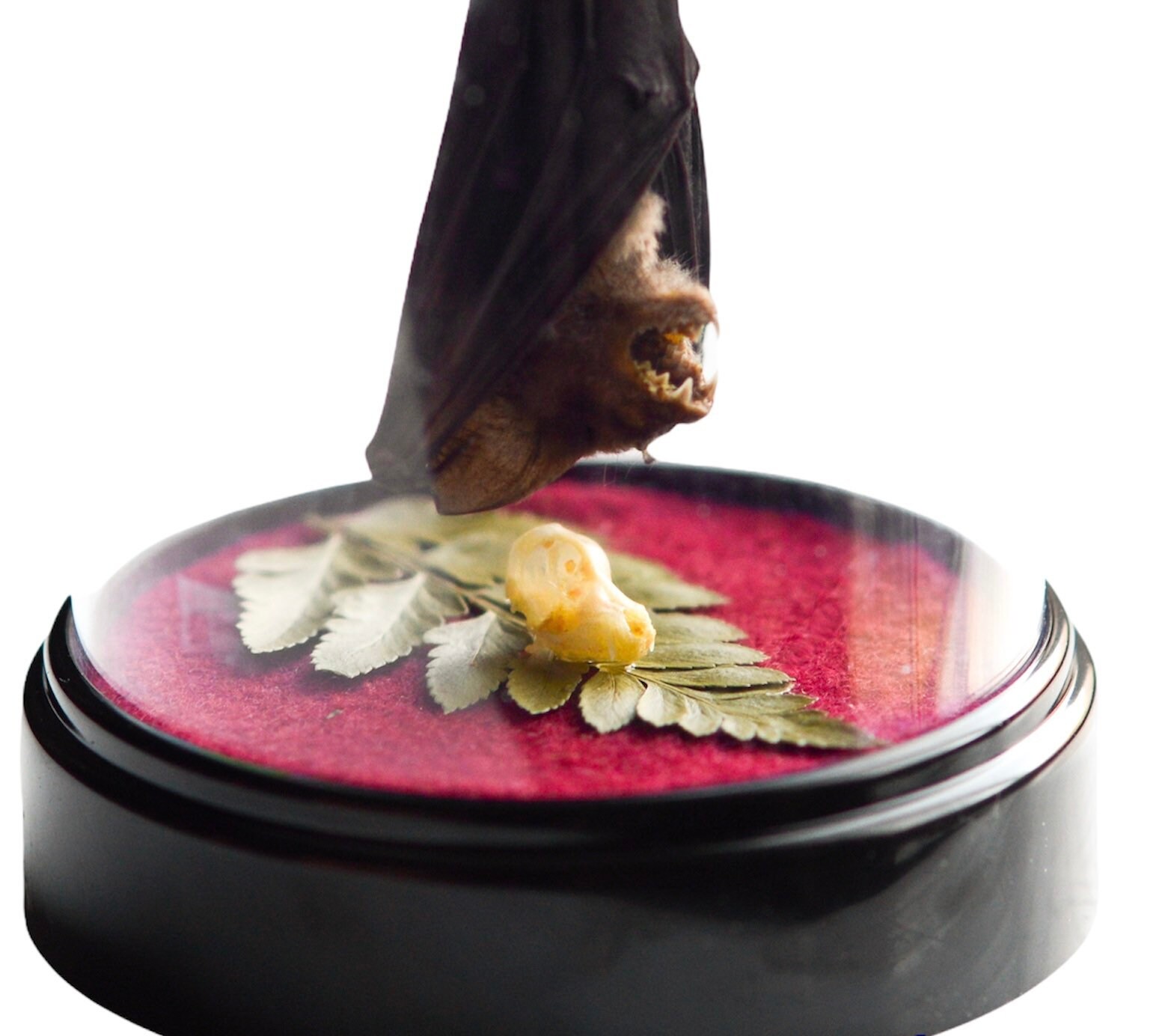 Bat Dome Free Swing Skull Odd Skeleton Bone Specimen Wet Dried | Etsy