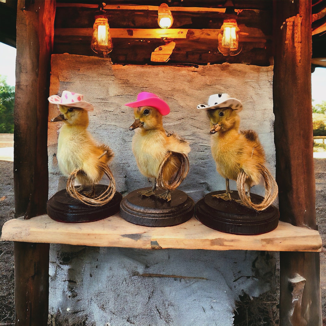 Duck Duckling Mummified Skeleton Specimen Wet Dried Preserved Oddities ...