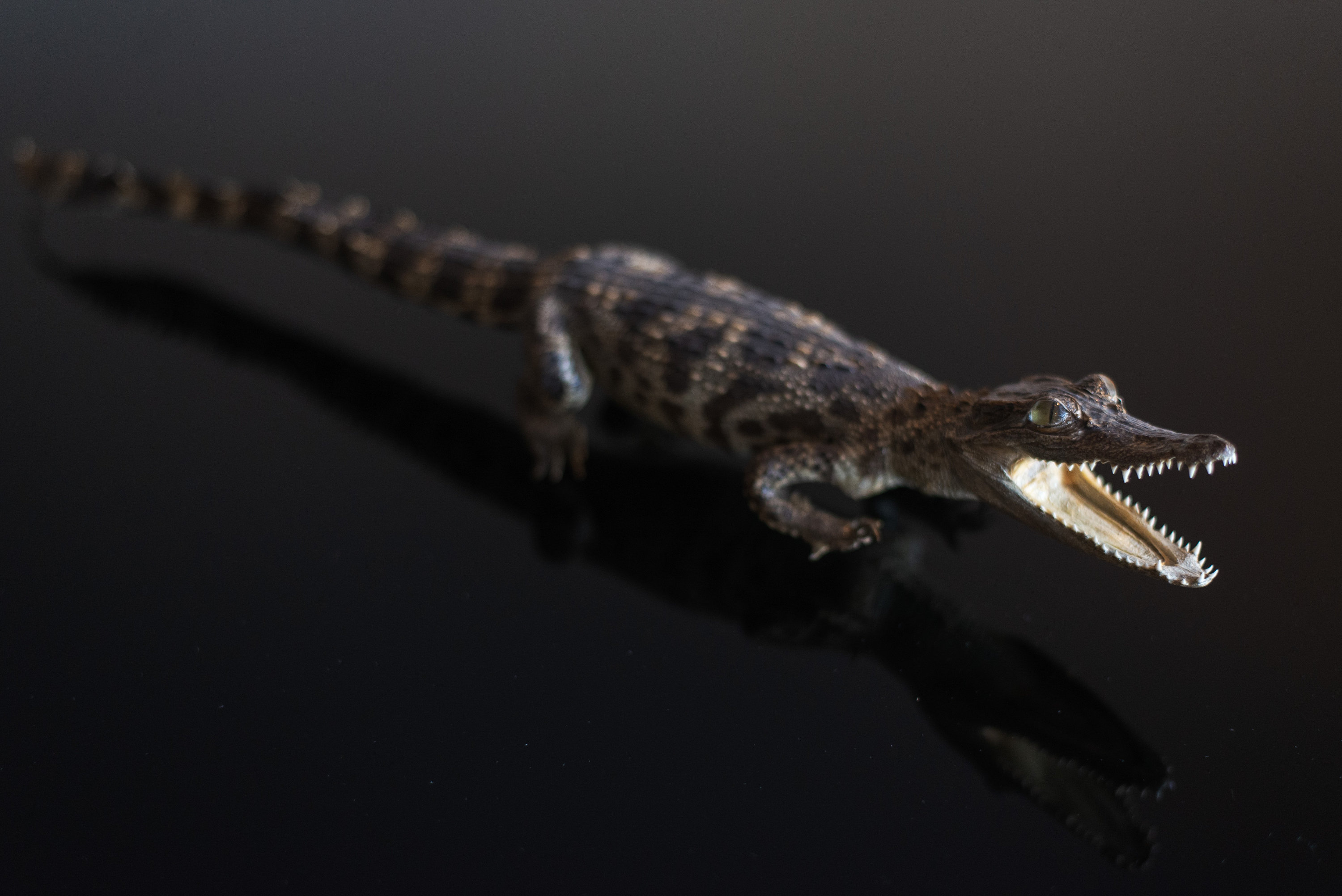 Alligator mummified skeleton specimen wet dried preserved oddities ...