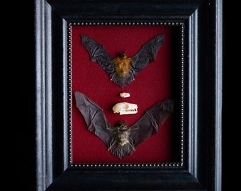 Preserved Bat Skeleton - Etsy