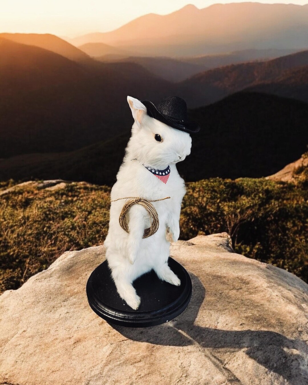 Rabbit Bunny Clown Mummified Skeleton Specimen Wet Dried Preserved ...