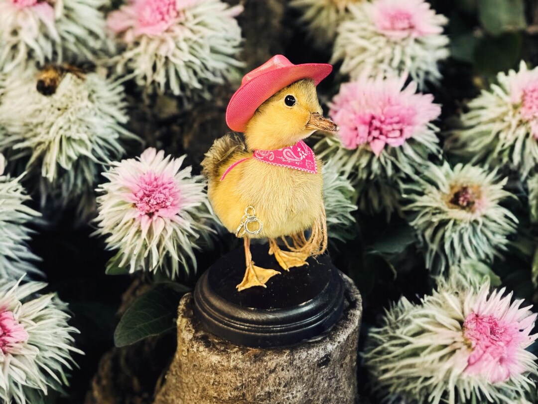 Duck Duckling Mummified Skeleton Specimen Wet Dried Preserved Oddities ...