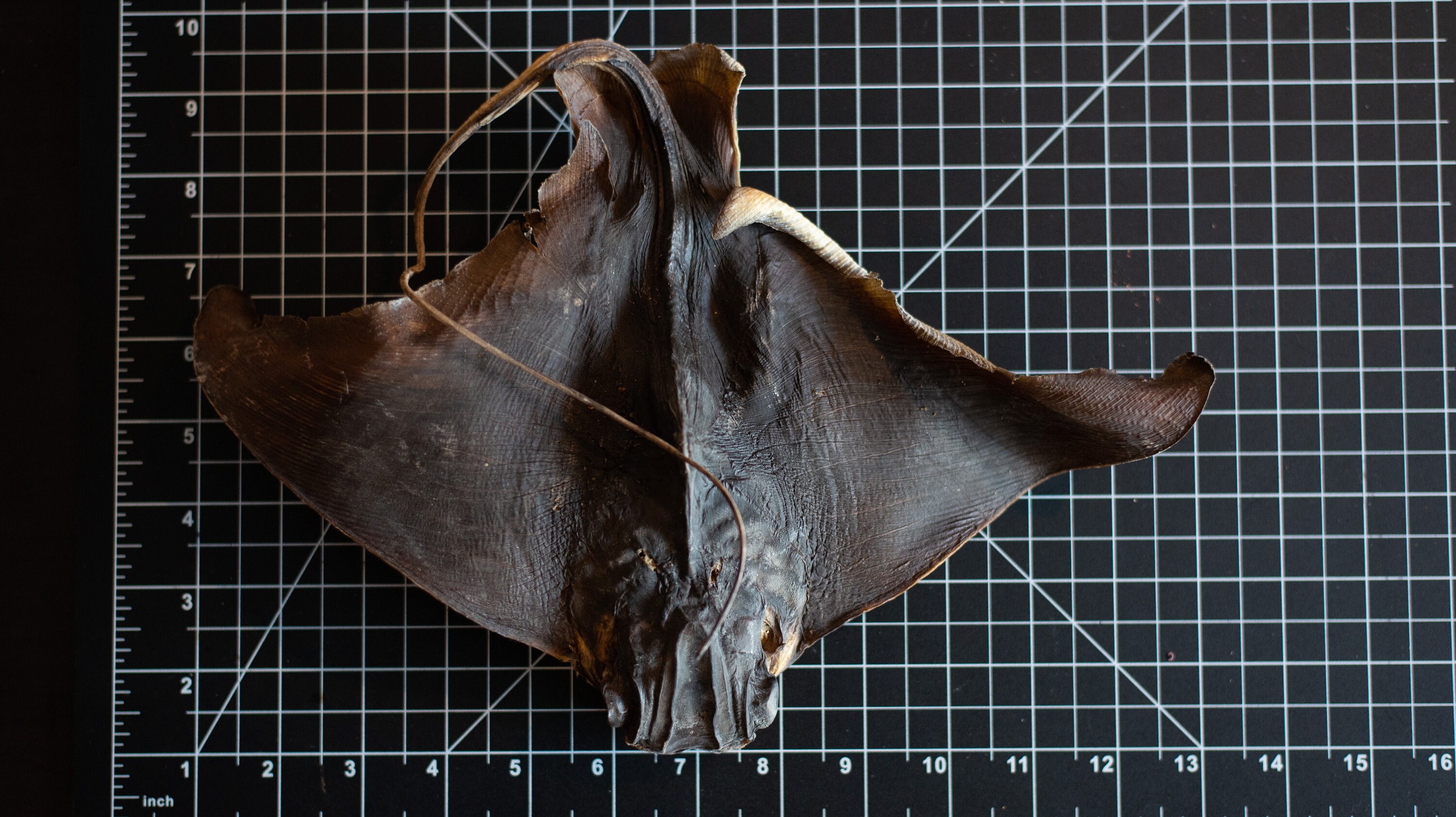 Stingray mummified skeleton specimen wet dried preserved oddities mystery box Curiosities ...