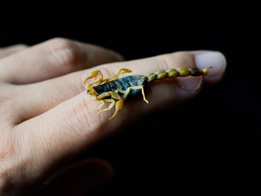 Mummified Scorpion Dried 1 Specimen Oddities Curiosity Taxidermy Animal ...