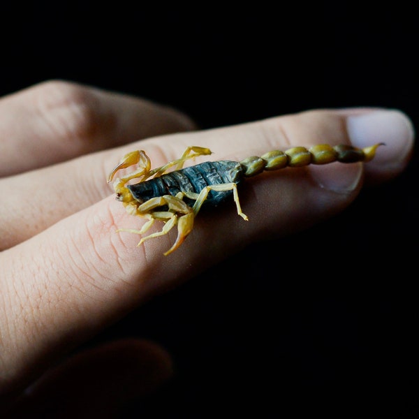 Curiosity - Etsy