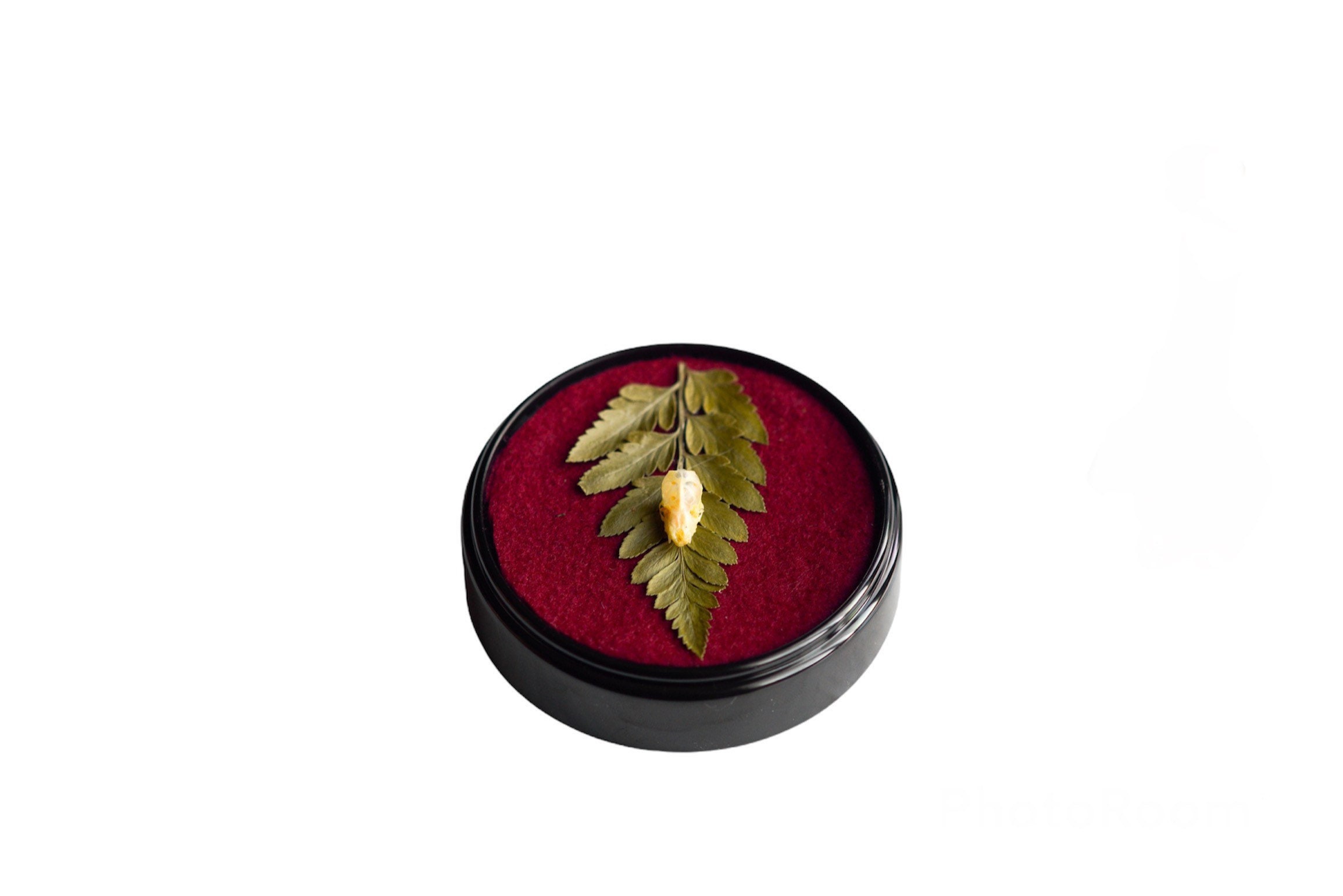 Bat Dome Free Swing Skull Odd Skeleton Bone Specimen Wet Dried | Etsy