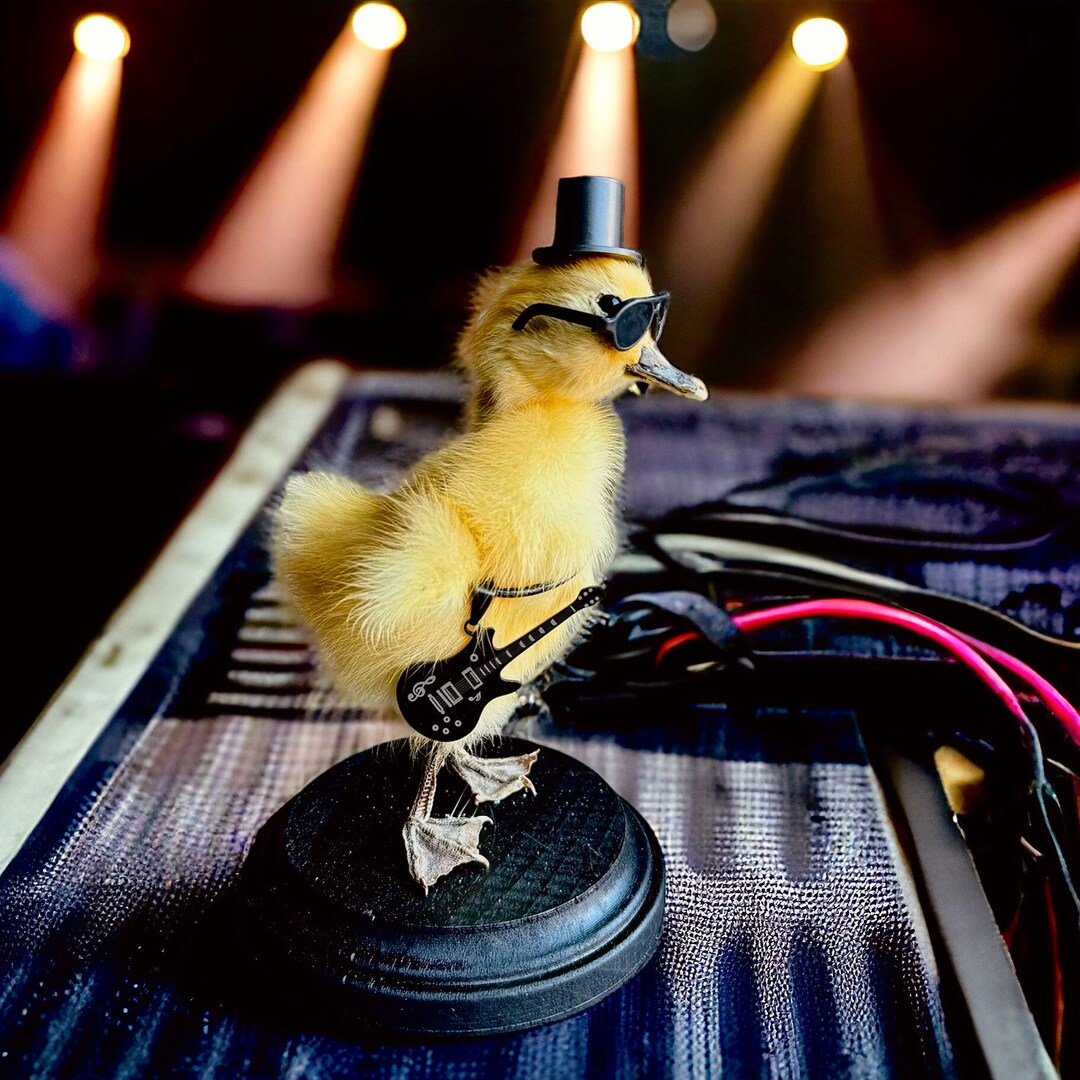 Duck Duckling Mummified Skeleton Specimen Wet Dried Preserved Oddities ...