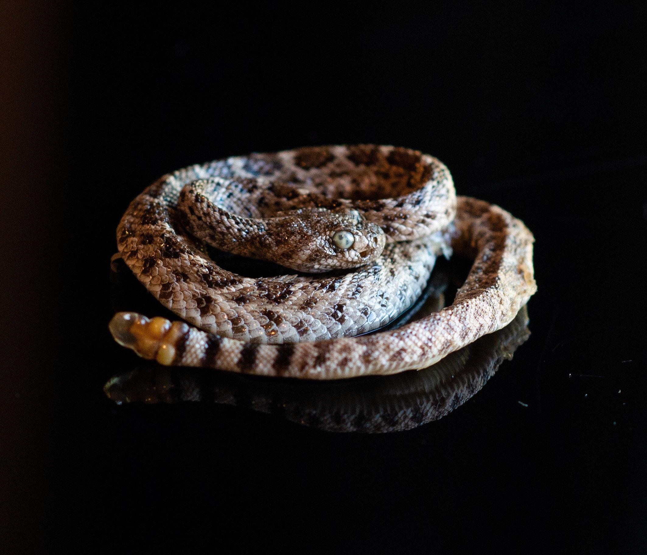Rattle snake wet mummified skeleton specimen wet dried preserved ...