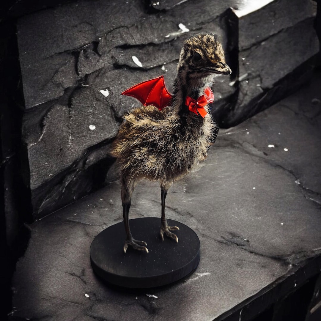 Emu Chick Emu Mummified Skeleton Specimen Wet Dried Preserved Oddities ...