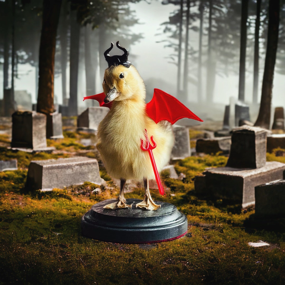 Duck Duckling Mummified Skeleton Specimen Wet Dried Preserved Oddities ...