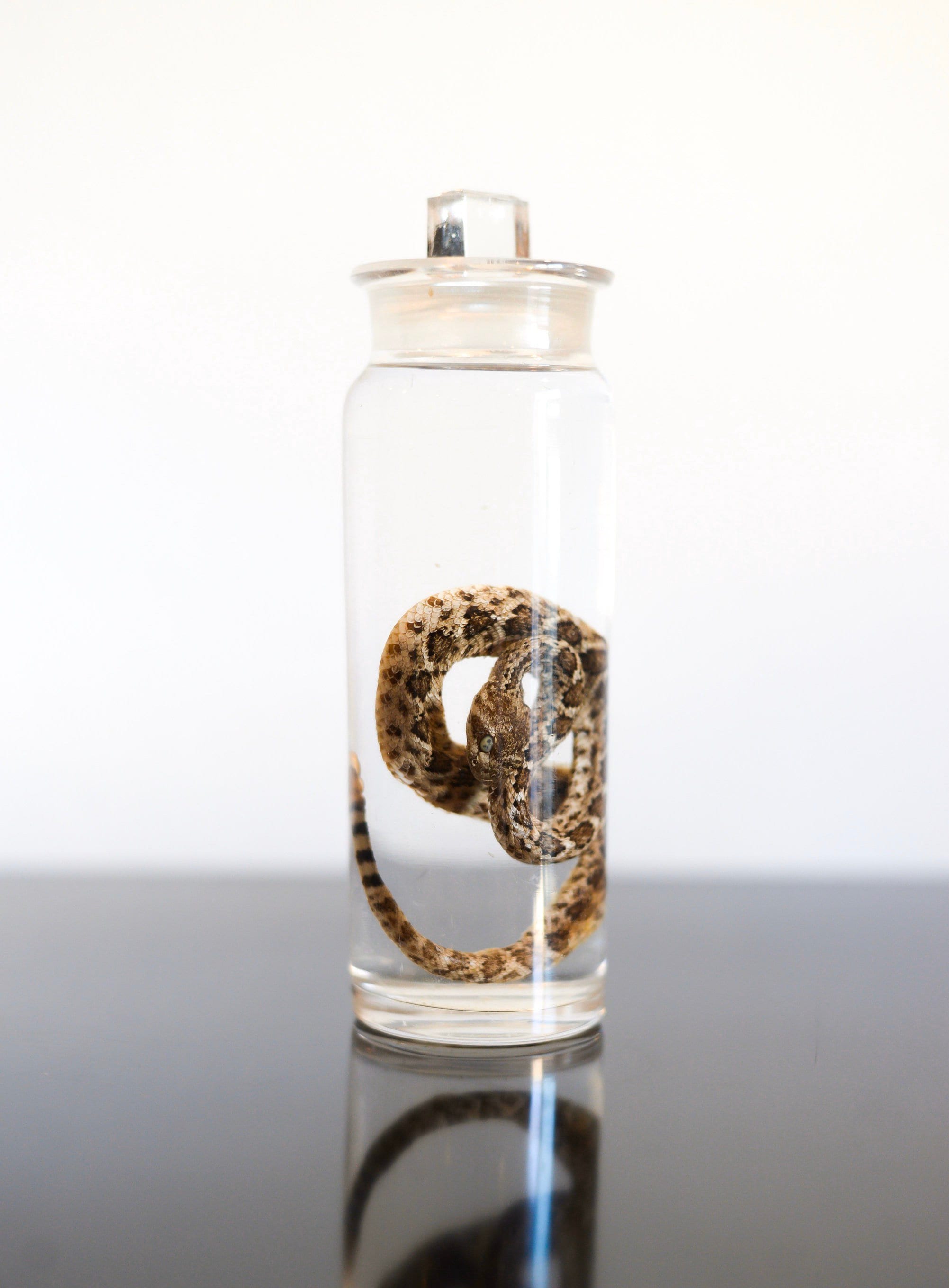 Snake Skeleton specimen wet dried preserved oddities mummified mystery ...