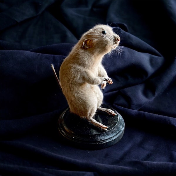 Taxidermy Rat - Etsy