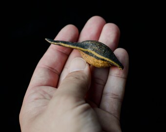Leech Wet Specimen - Etsy
