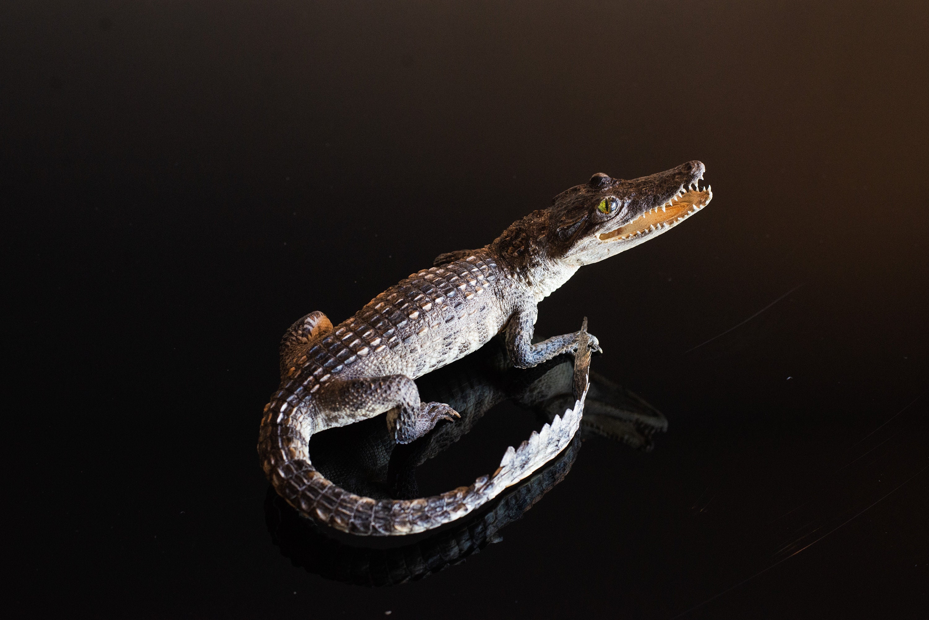 Alligator mummified skeleton specimen wet dried preserved oddities ...