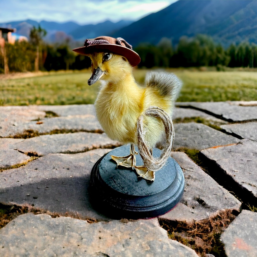 Duck Duckling Mummified Skeleton Specimen Wet Dried Preserved Oddities ...