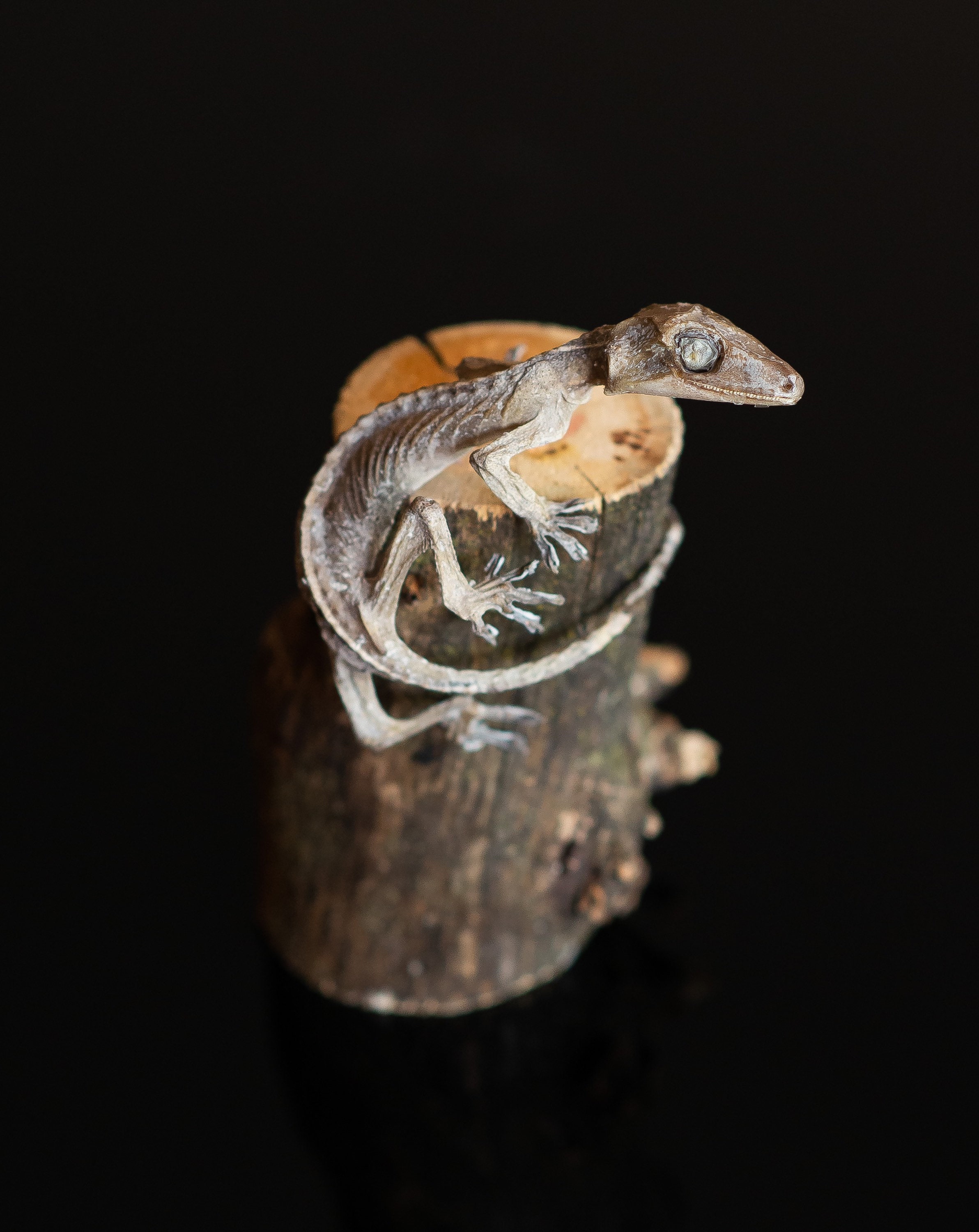 Gecko Mummified Skull Skeleton preserved wet specimen mystery box ...