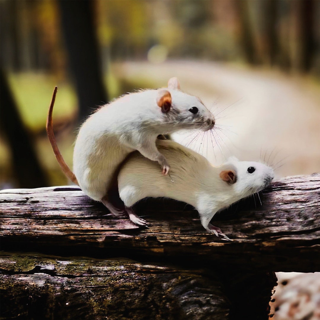 Rat Mouse Mummified Skeleton Specimen Wet Dried Preserved Oddities ...