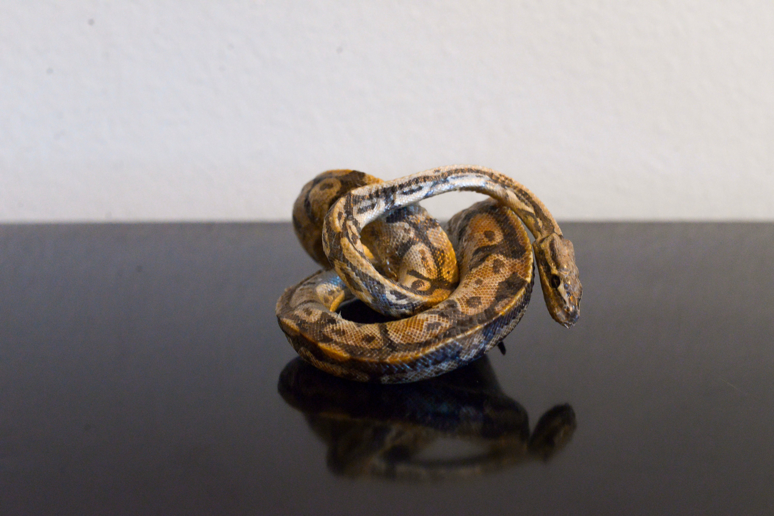 Snake mummified wet specimen Skeleton dried preserved oddities mystery ...