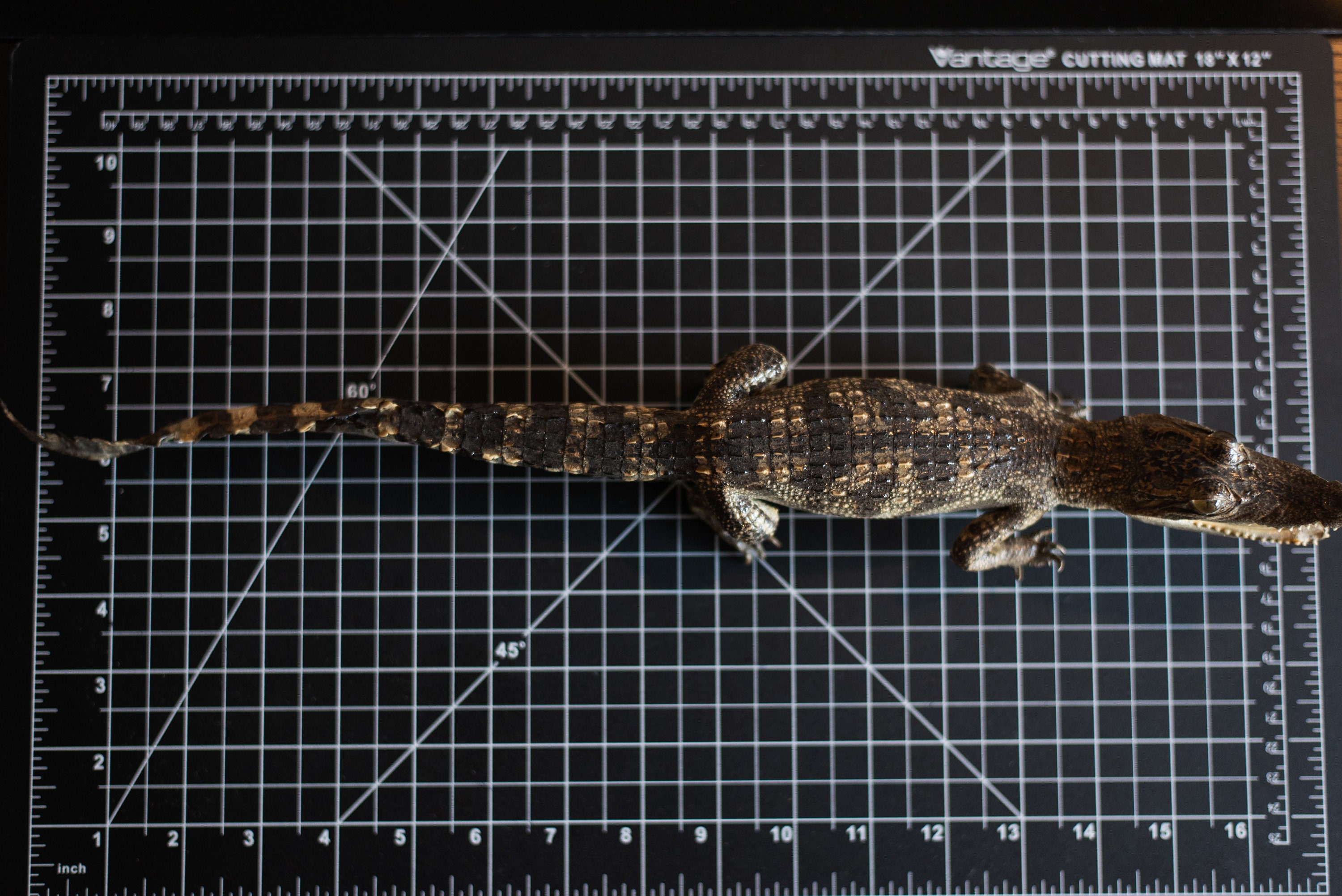 Alligator mummified skeleton specimen wet dried preserved oddities ...