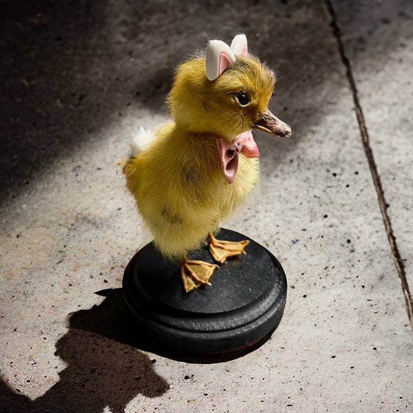Taxidermy Duck - Etsy
