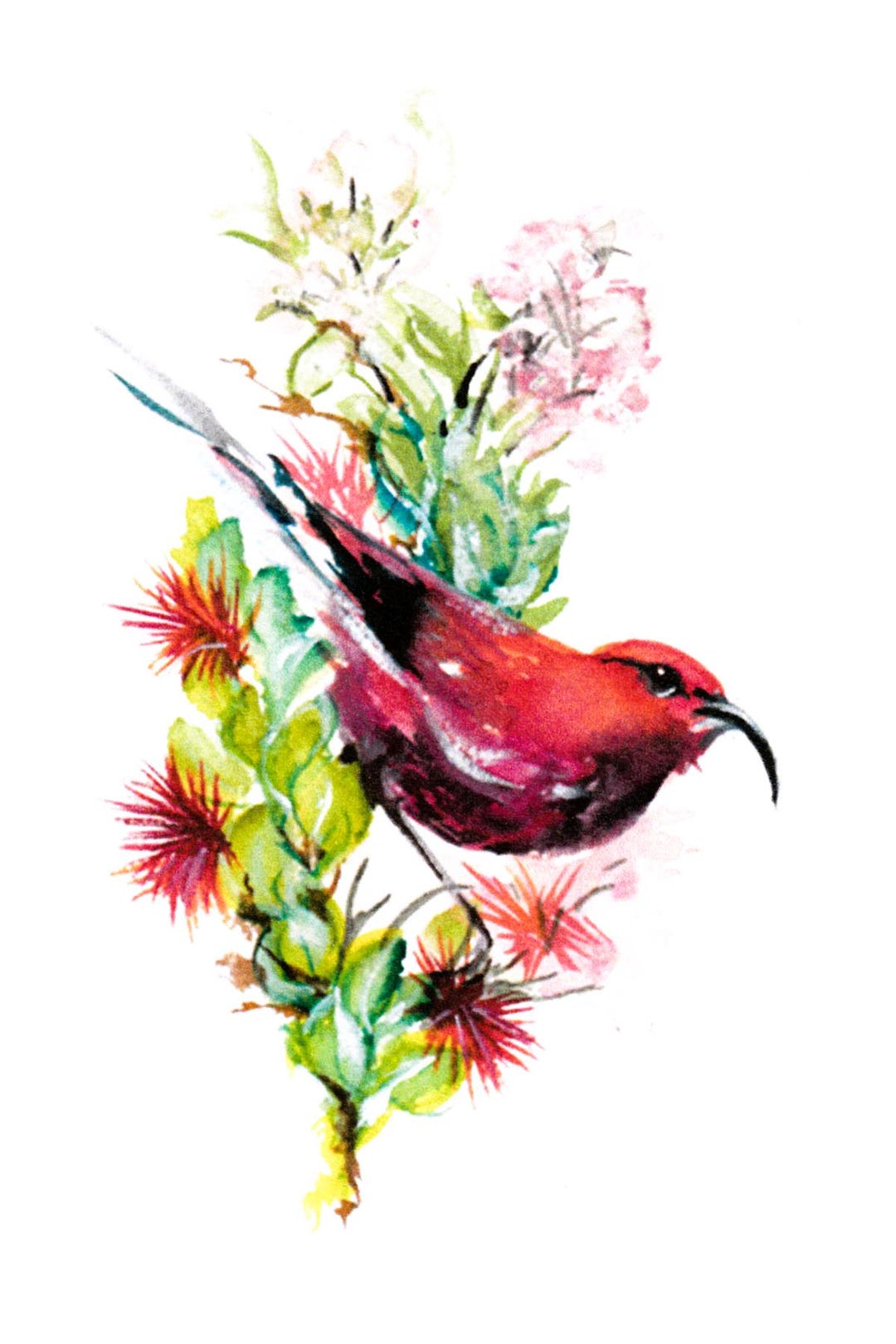 Hawaii Apapane Bird 6 Watercolor Postcards - Made by Hawaii Artist ...