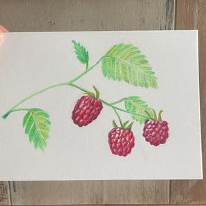 Postcard Original Drawing Colored Pencil Raspberries - Etsy