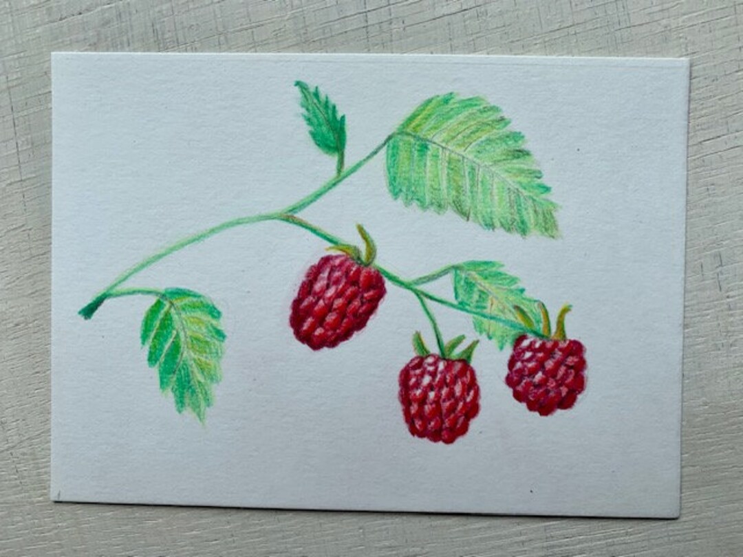 Postcard Original Drawing Colored Pencil Raspberries - Etsy