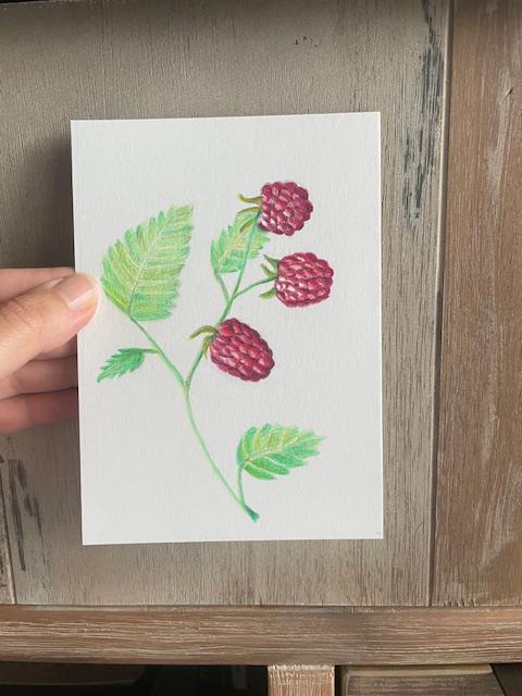 Postcard Original Drawing Colored Pencil Raspberries - Etsy