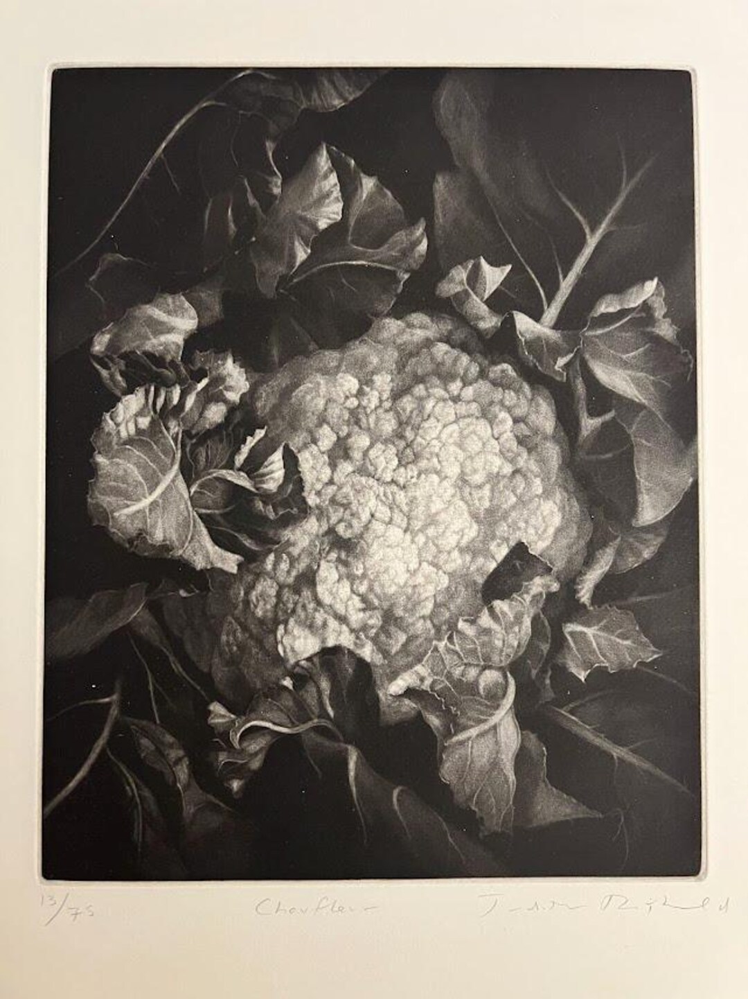 Judith Rothchild "choufluer" Mezzotint on Paper, Unframed - Etsy