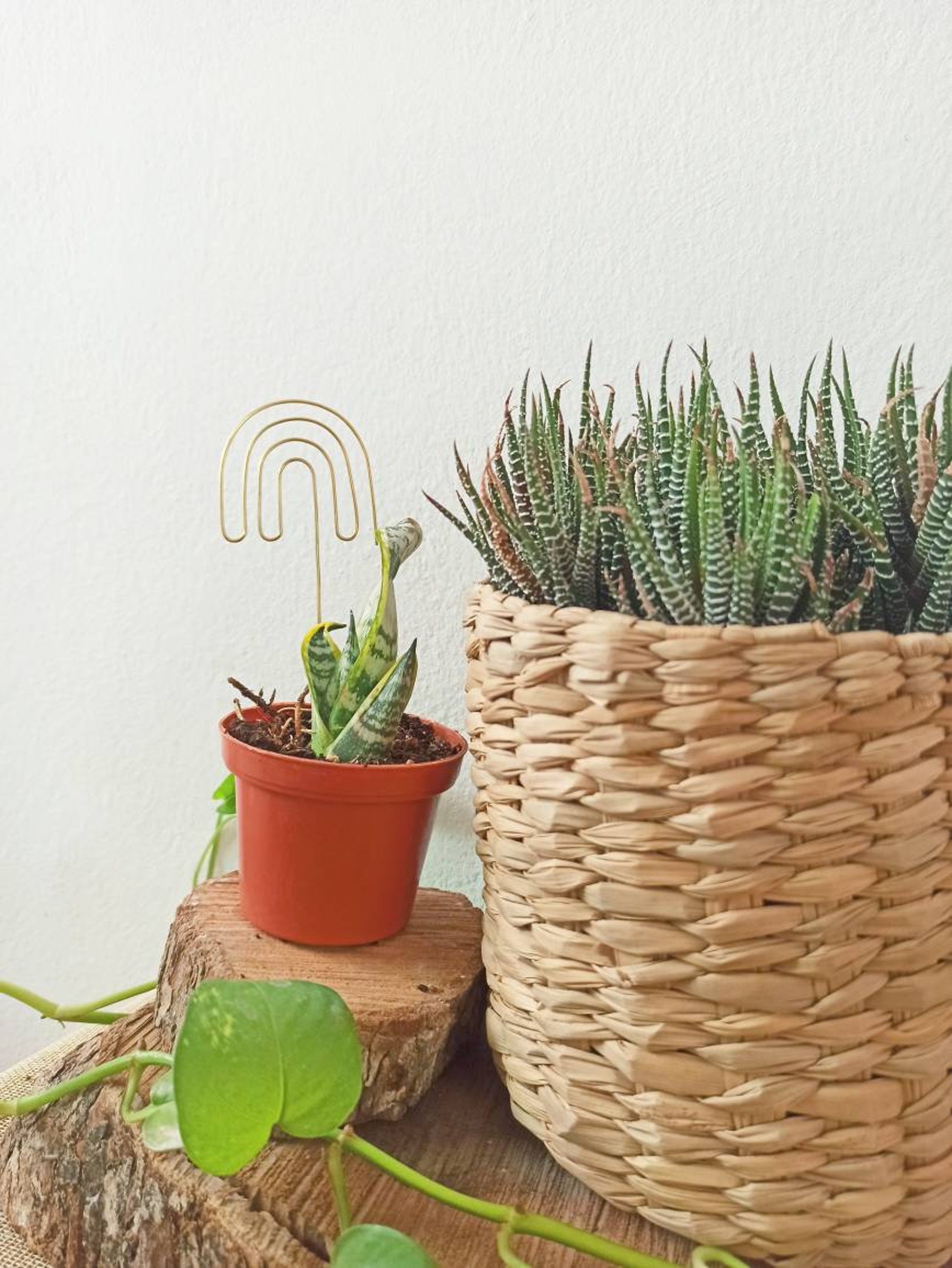 Rainbow Plant Trellis for Indoor Plant / Plant Accessories/ - Etsy