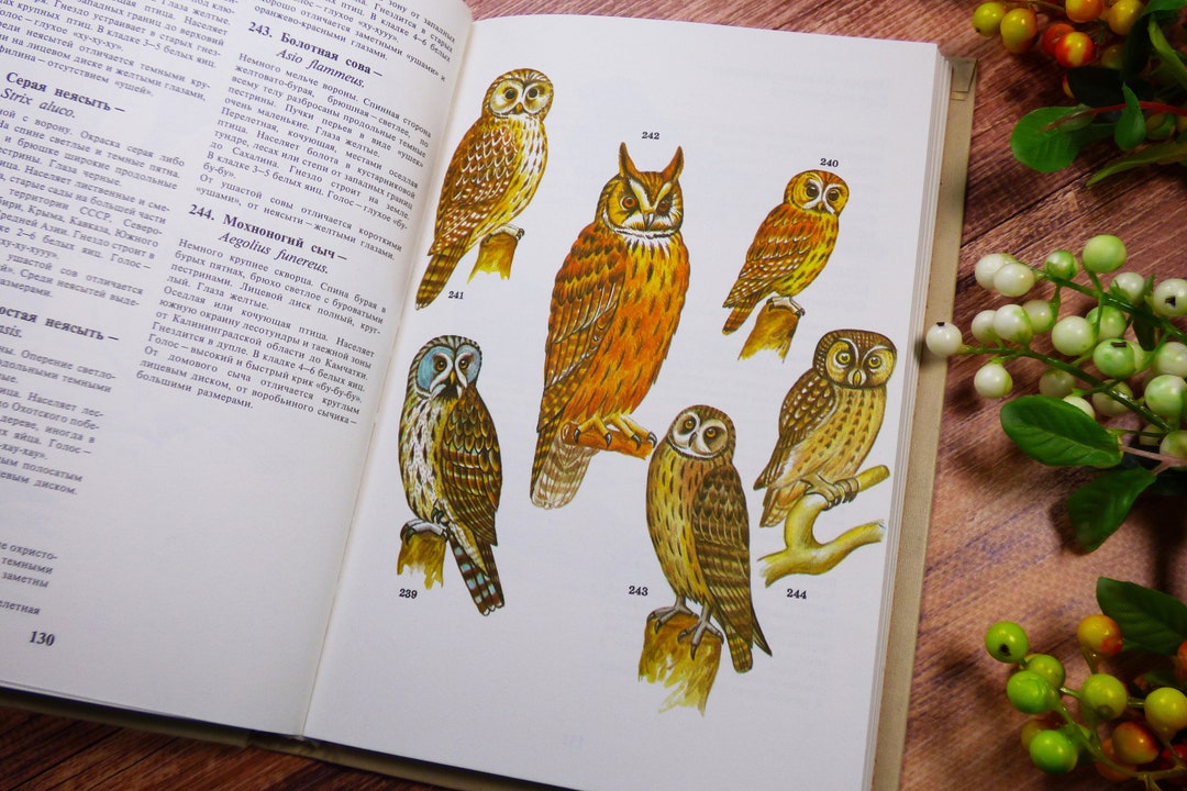 Vintage Birds Book 471 Birds Drawings Reference Ornithology Book Birds ...