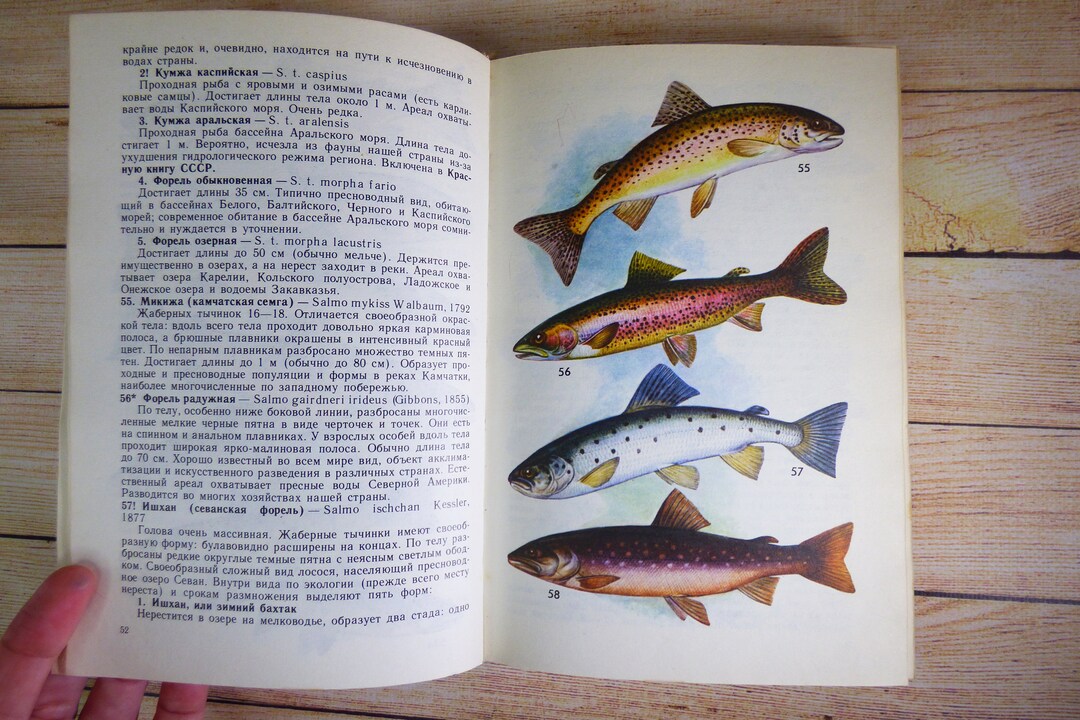 Atlas Fish Guide Vintage Fish Book Guide Fish Book Fish Illustration Old Fish Prints Fish ...