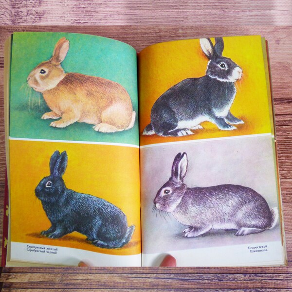 Rabbit Breeds - Etsy