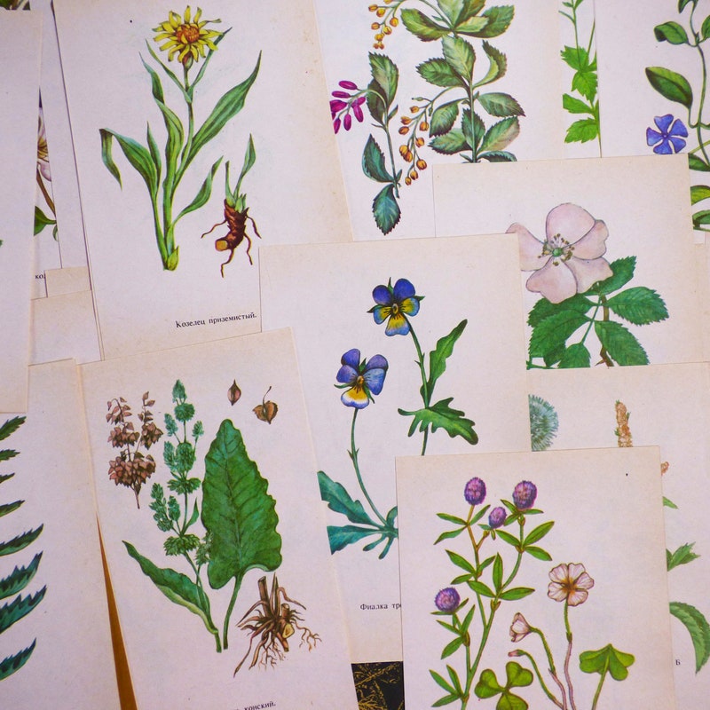 Botanical Plates - Etsy