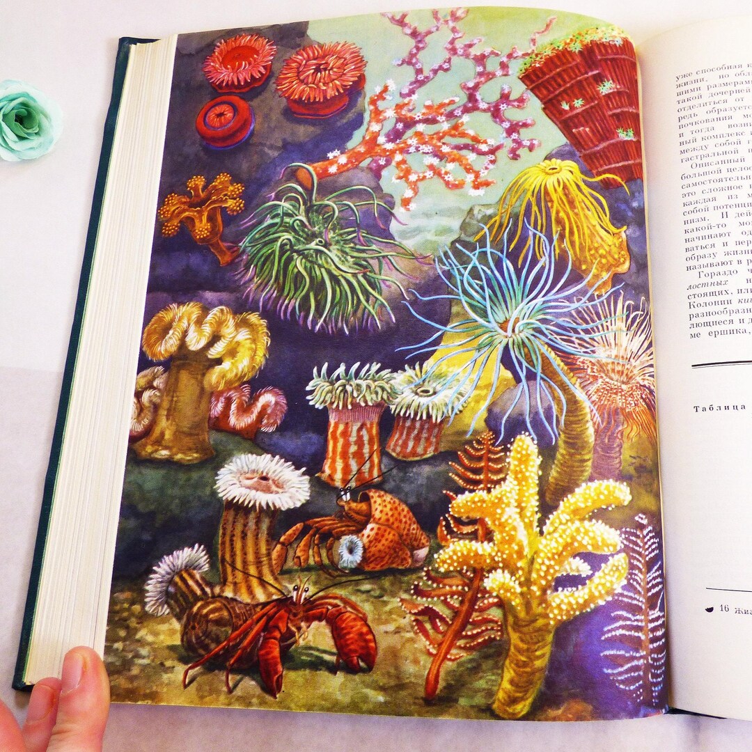 Vintage Sea Creatures Book: 1968 USSR Marine Life Illustrations - Etsy