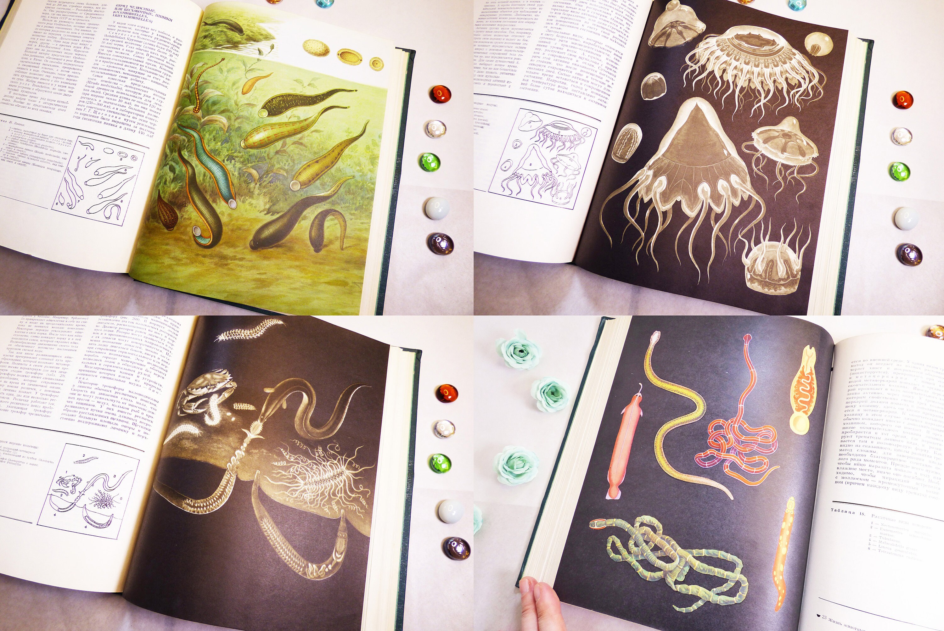 Vintage Sea Creatures Book: 1968 USSR Marine Life Illustrations - Etsy