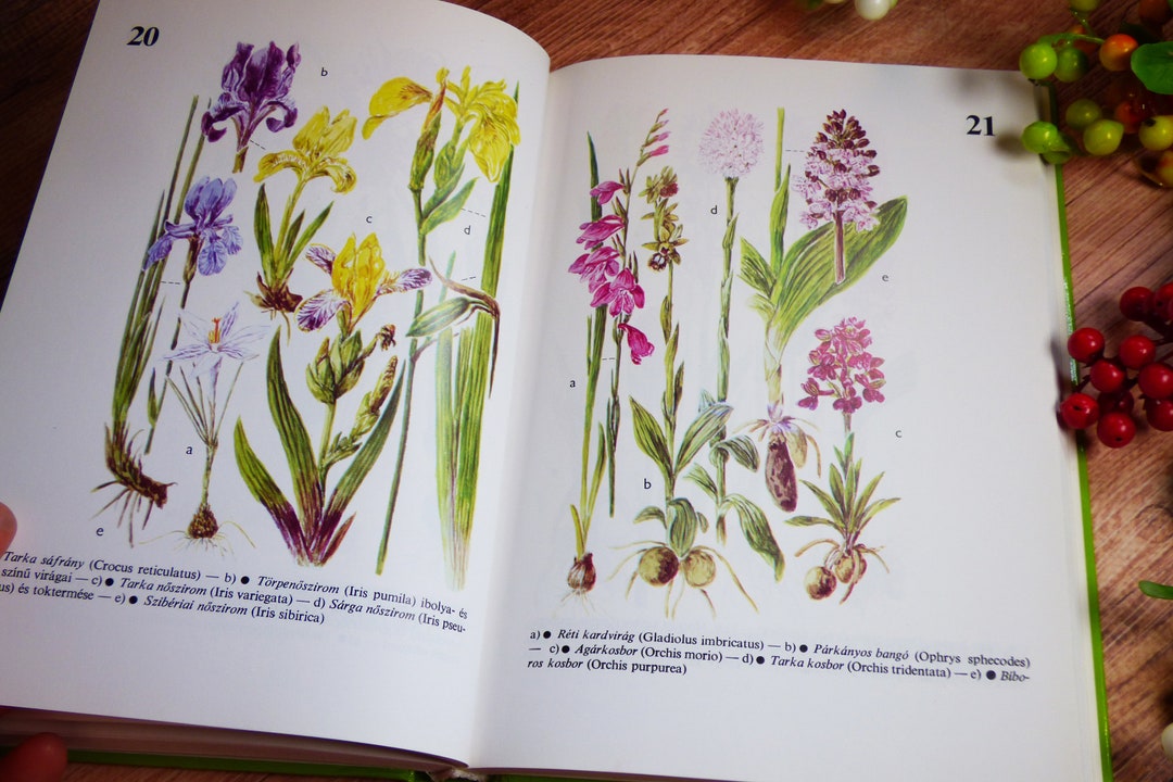Vintage Flower Book Botanical Book Outdoor Plant Drawings Botanical ...