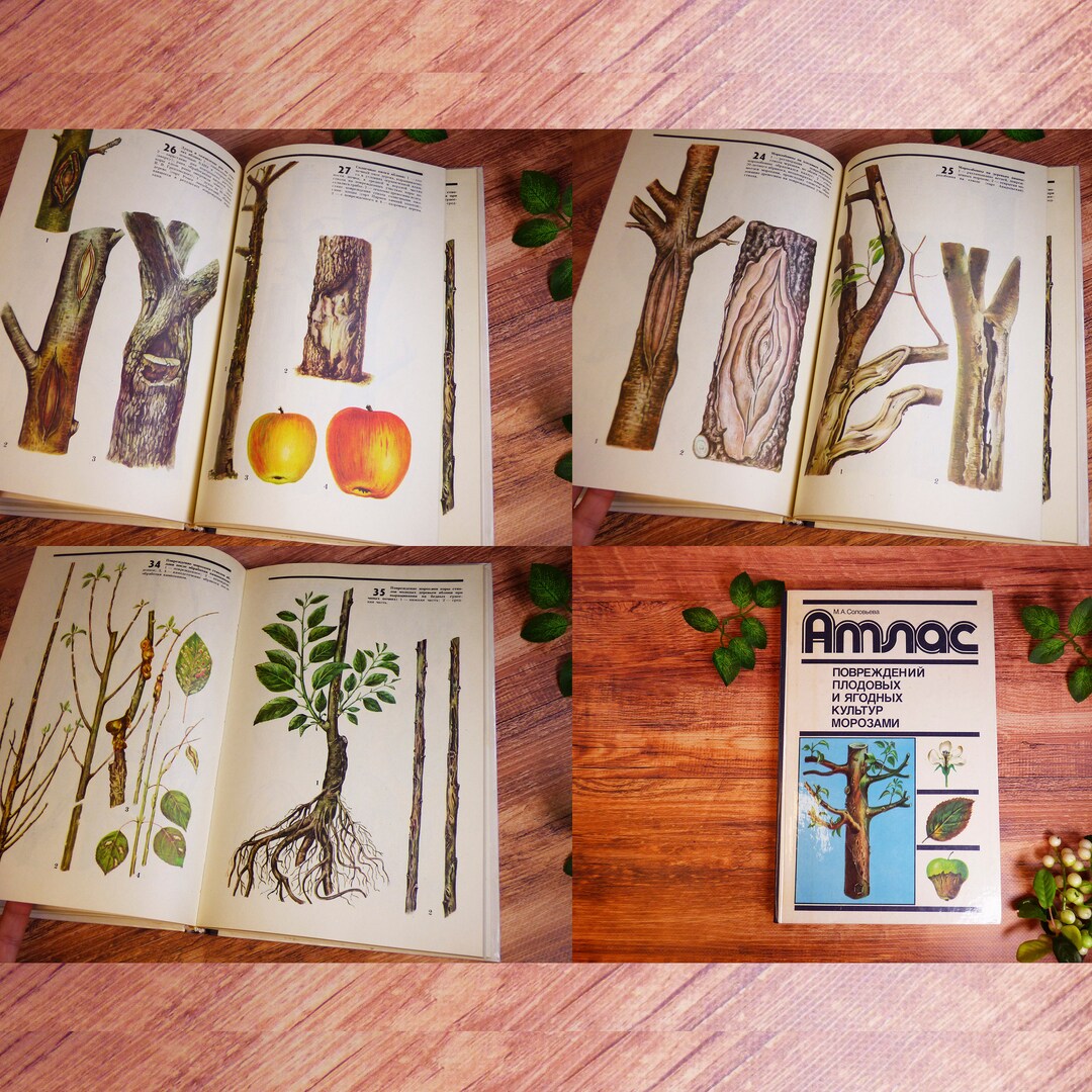 Vintage Tree Book Tree Damage Book Tree Damage Atlas Botanical Book ...
