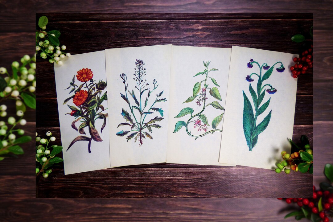 Drawings of Flowers & Herbs 49 Botanical Book Plates Vintage - Etsy