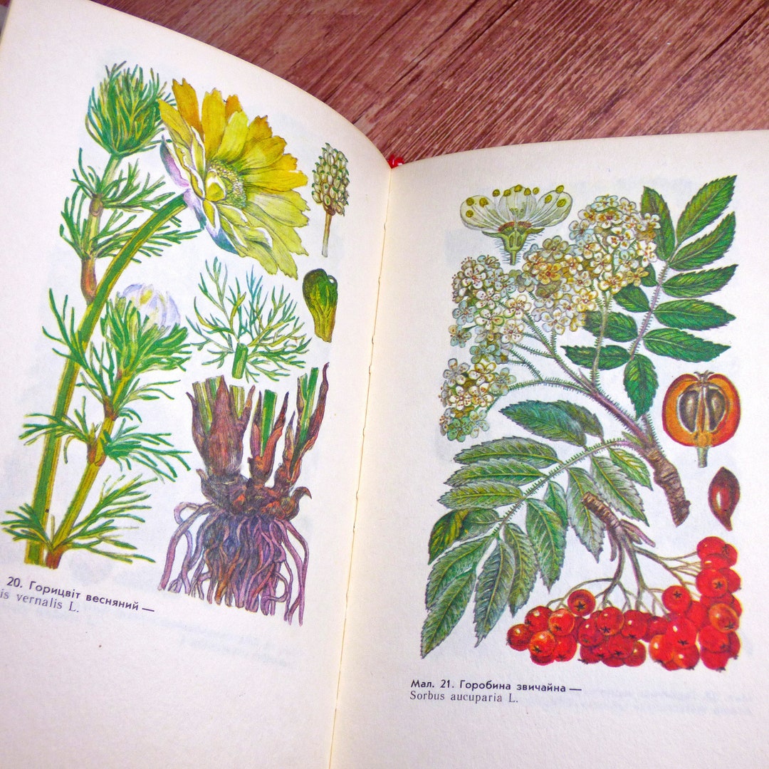 Herb Book 64 Botanical Prints Flower Book Herbaceous Plants Flowers ...