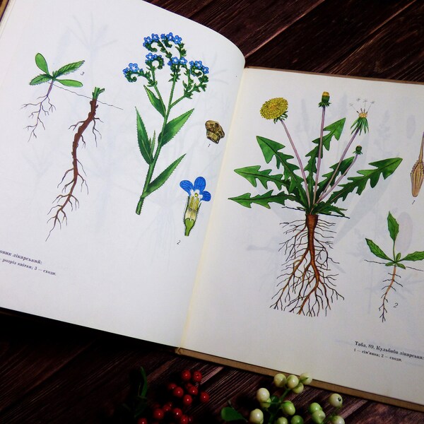 Herb Drawings - Etsy