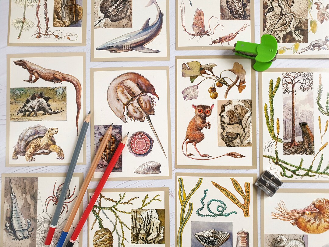Vintage Nature Cards 16 Animal Postcards Botanical Cards Reptiles ...