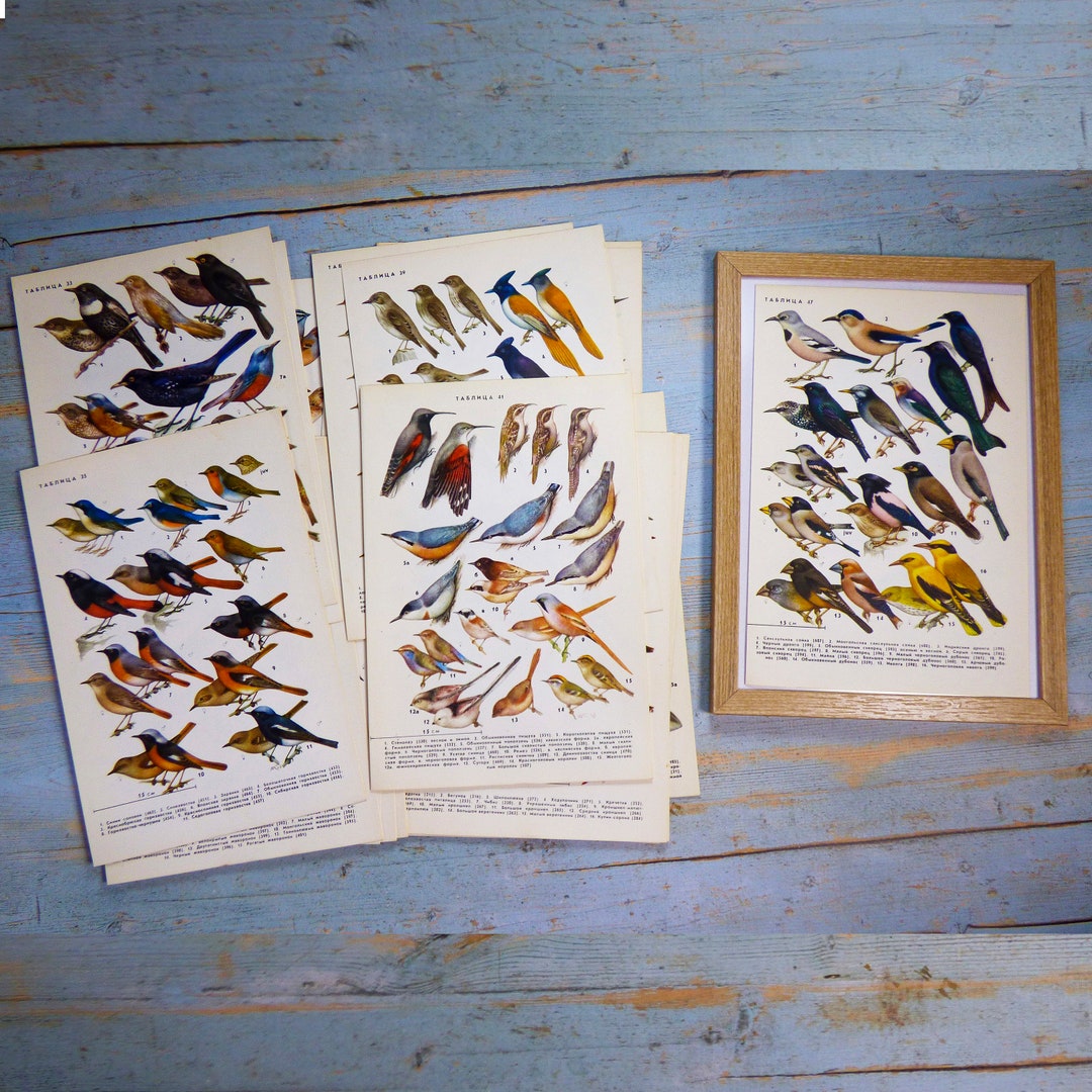 Old Birds Pictures Drawings of Birds 24 Book Plates of Ornithology ...
