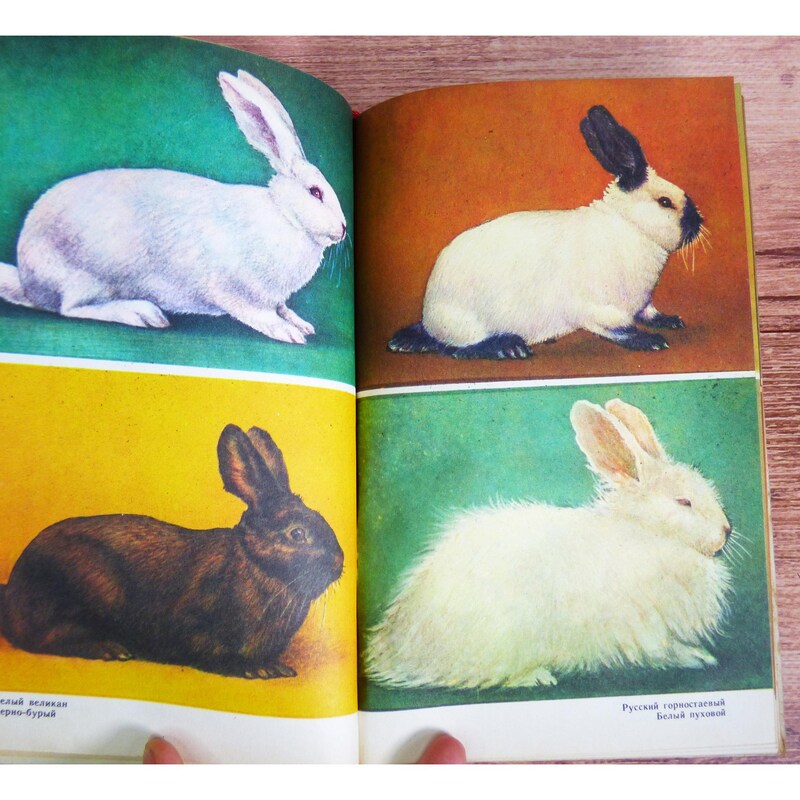 Rabbit Breeds - Etsy