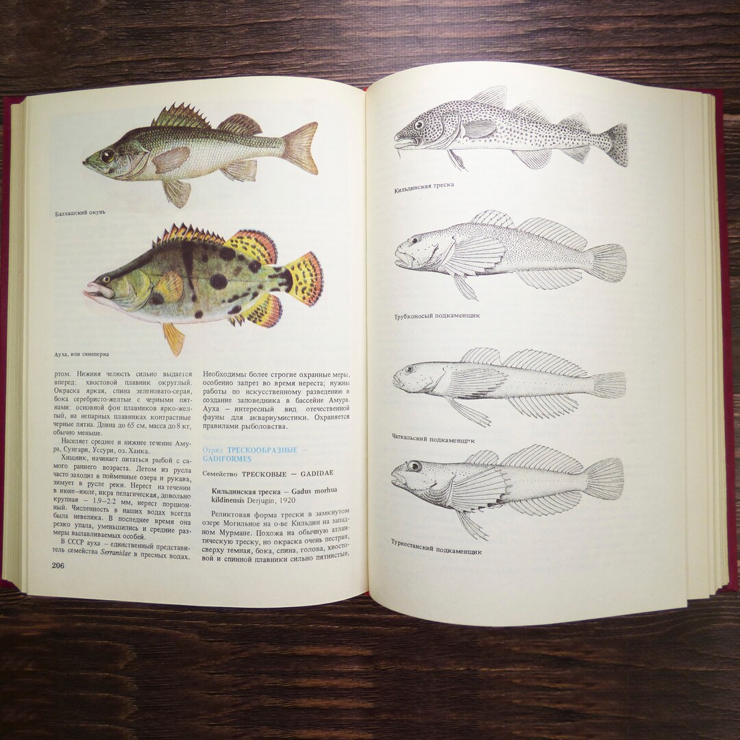 Fish Ilustrations Vintage Animal Book Mammals Pictures Amphibians ...
