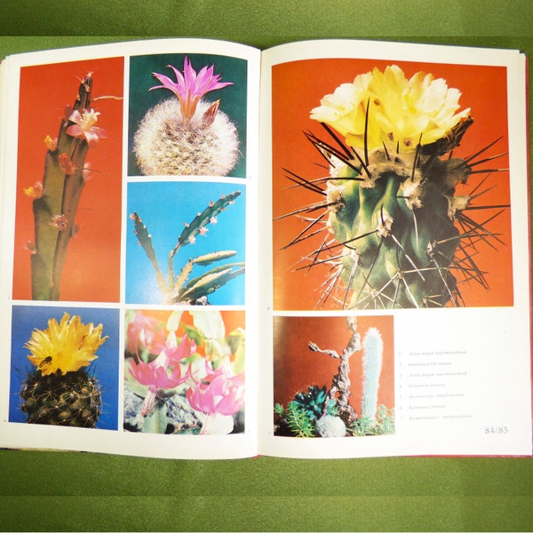 Cactus Illustrations - Etsy