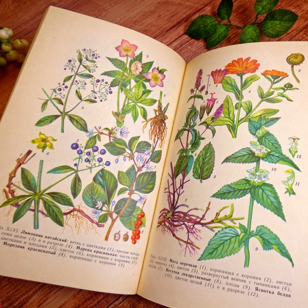 Herb Book - Etsy