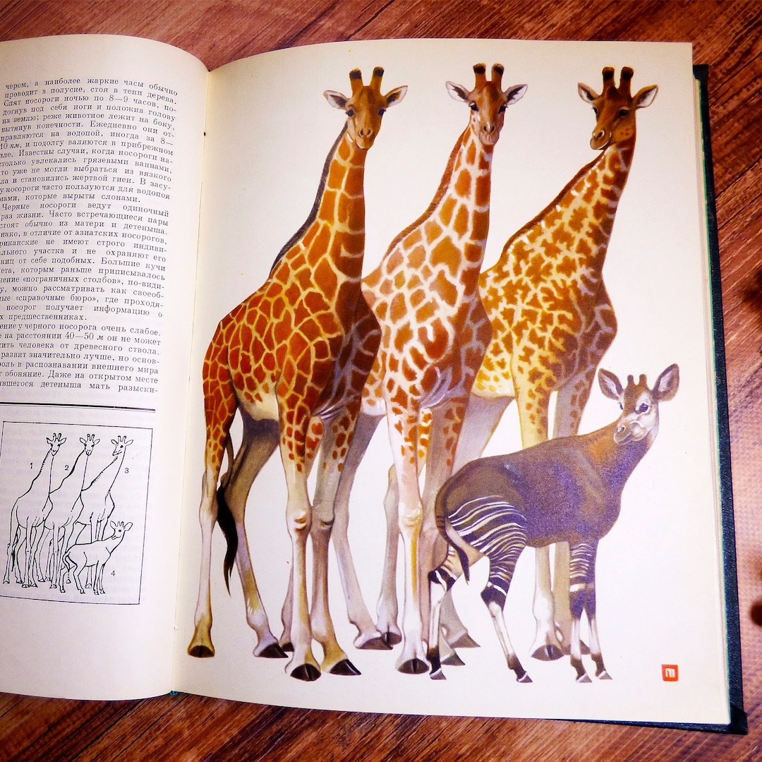 Mammal Book Vintage Animal Book Animal Illustration Drawings of ...