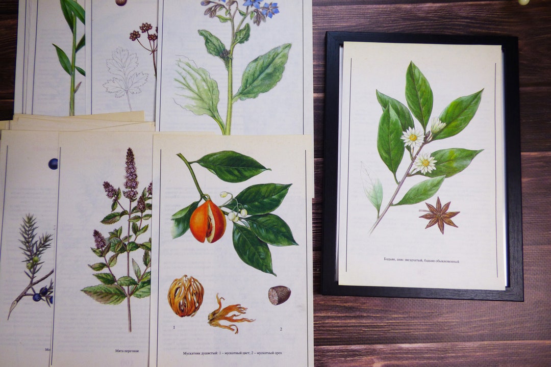 Spices Book Pages Botanical Prints Spices Herb Pictures Vintage Plants ...